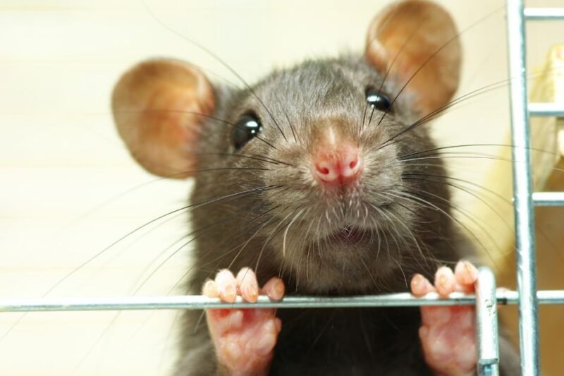 Musofobia, el miedo a los ratones y ratas • Neurita